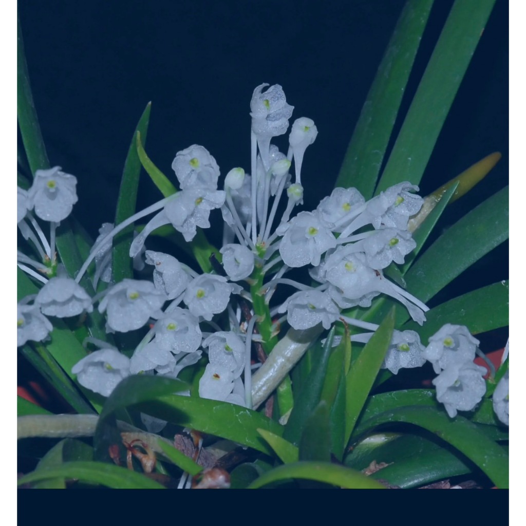 噢葉design "Podangis dactyloceras 水母風蘭" 蘭花、塊根植物、圓葉花燭 | 蝦皮購物