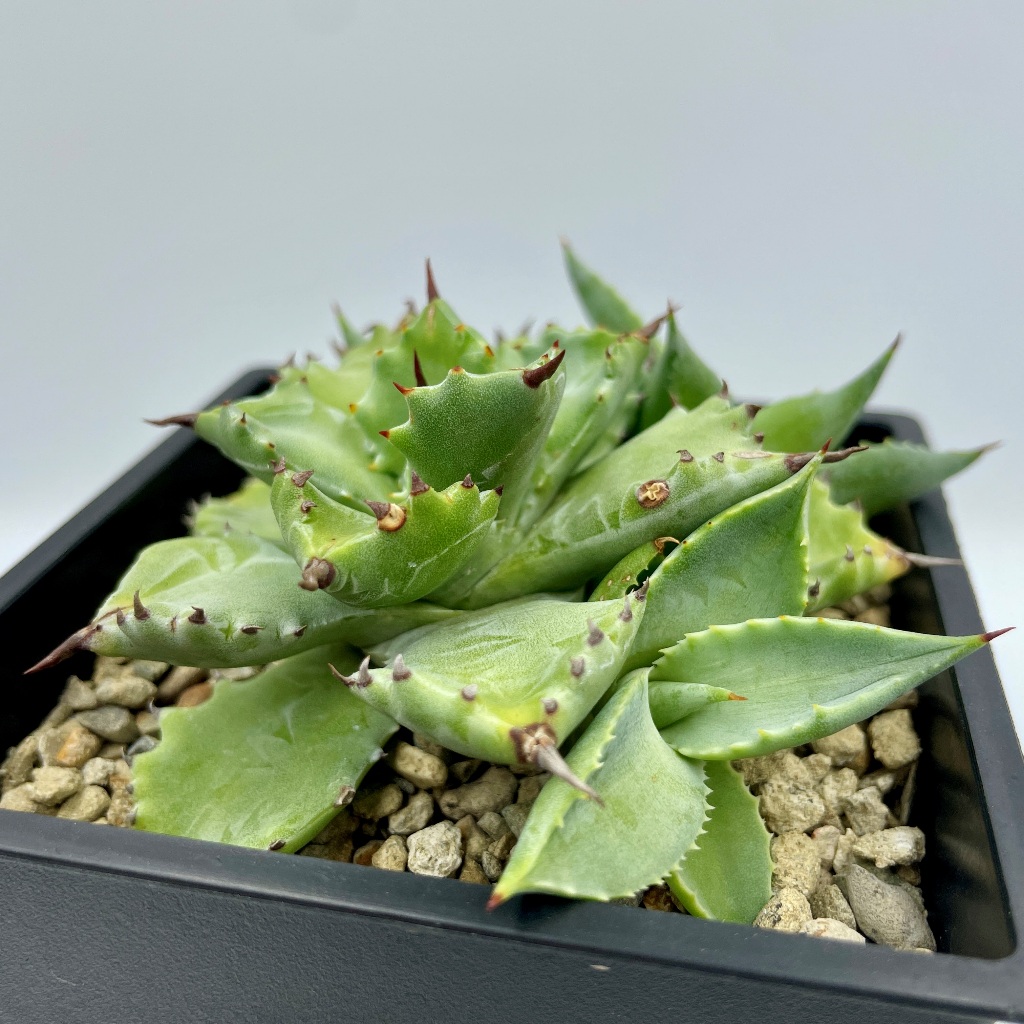 [ Gu Plant 固植 ] 龍舌蘭 姬居蟹 | 蝦皮購物