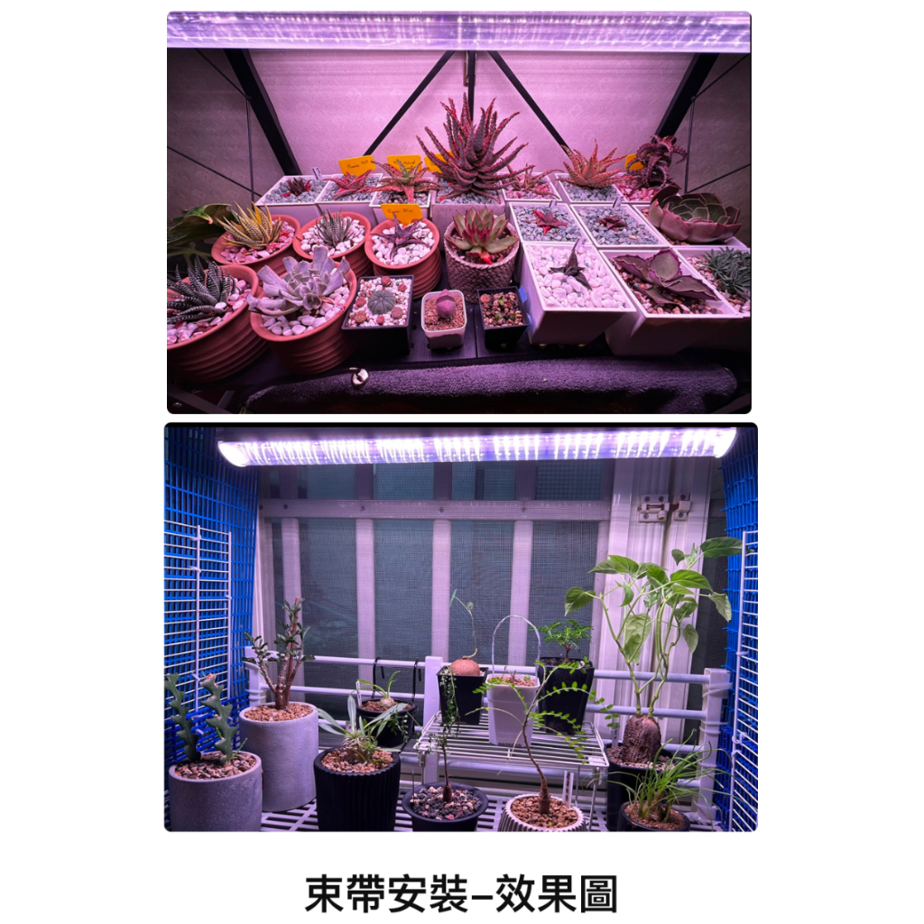 [瑞光植物燈]全光譜植物燈PRO T8/T20 多肉 塊根 龍舌蘭 觀葉 鹿角蕨 上色防徒 燈管 | 蝦皮購物