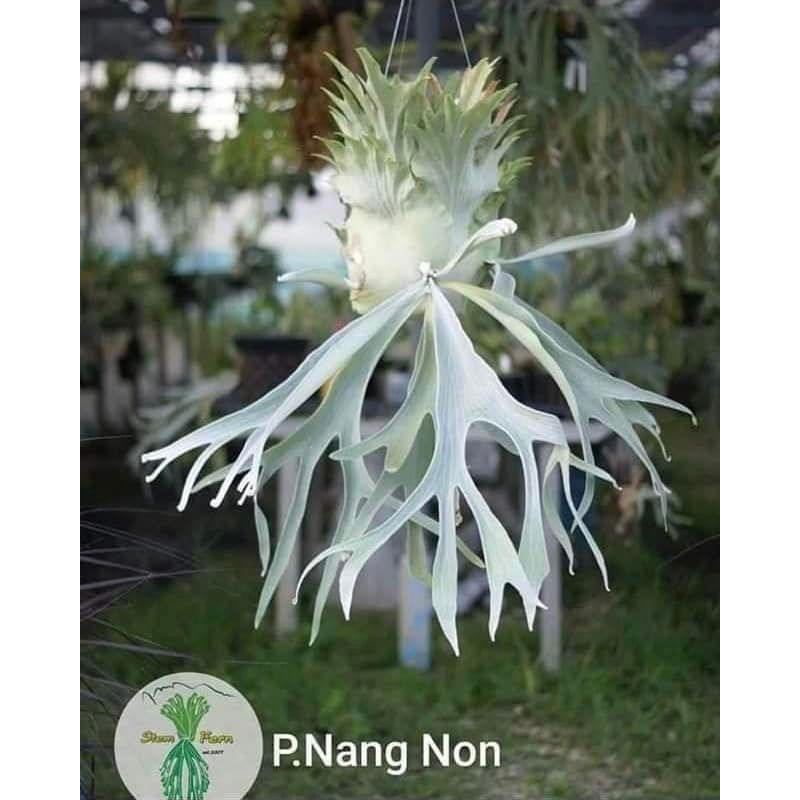 Nang non 孢子粉 | 蝦皮購物