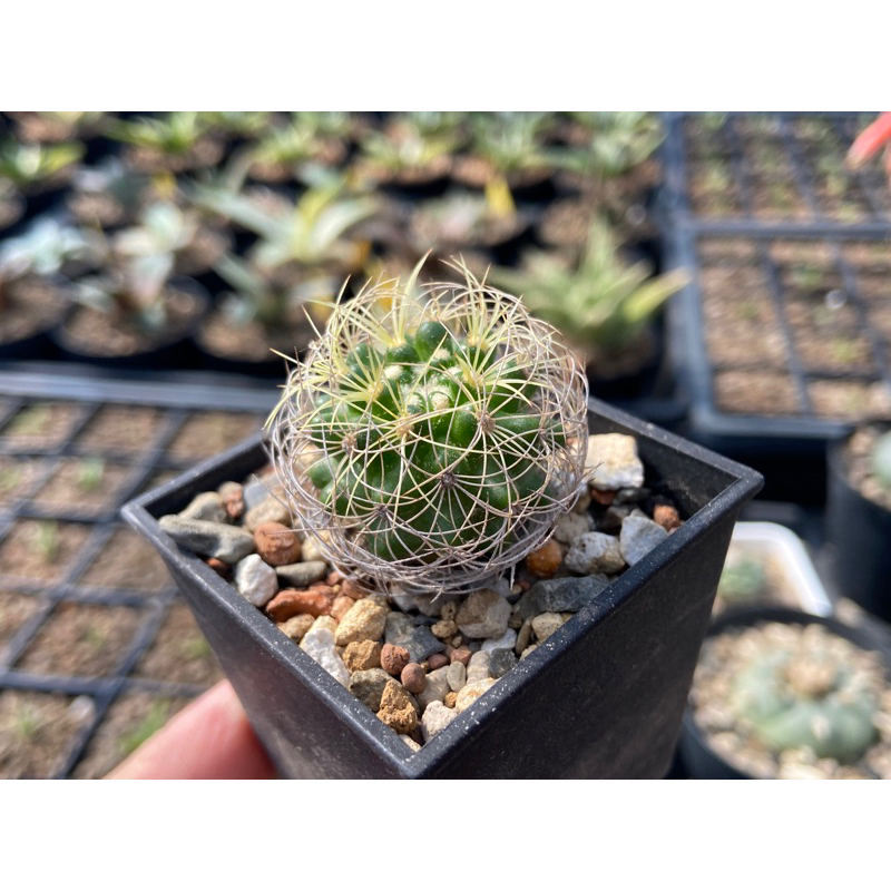 蜘蛛丸 仙人掌 Discocactus albispinus / 2吋 /奧莉諾多肉園 | 蝦皮購物