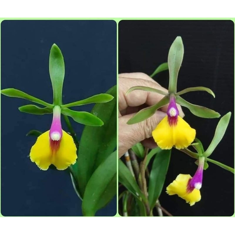 【蘭蕨雨林】Epicattleya Rene Marques 'Flame Thrower'，自由女神樹蘭，不定期開花 | 蝦皮購物