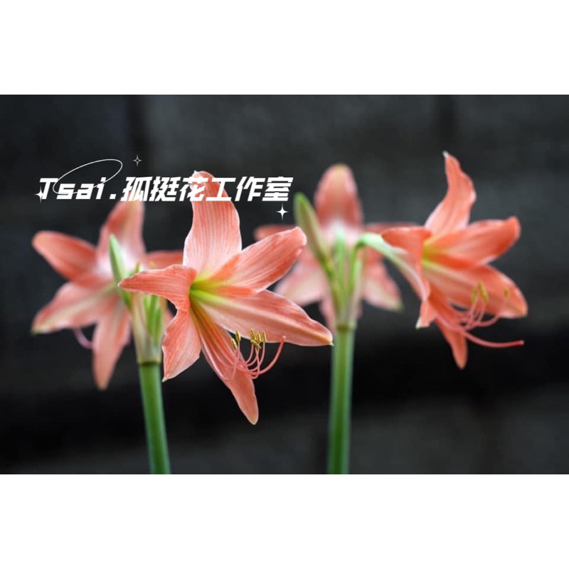 [Tsai.孤挺花工作室] No.54 淡紅華冑 Hippeastrum Roseum 單瓣 孤挺花 Amaryllis | 蝦皮購物