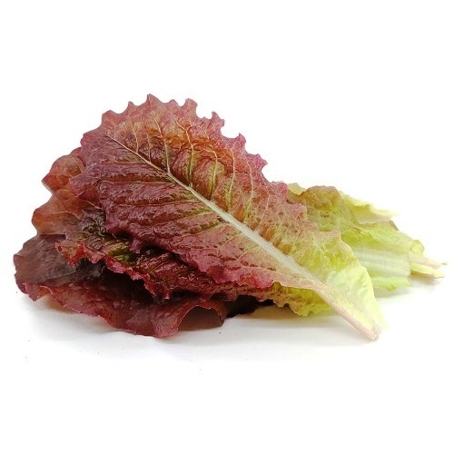 紅絲絨萵苣種子~Red Velvet Lettuce~散葉型，吸睛紅栗色，超推 | 蝦皮購物