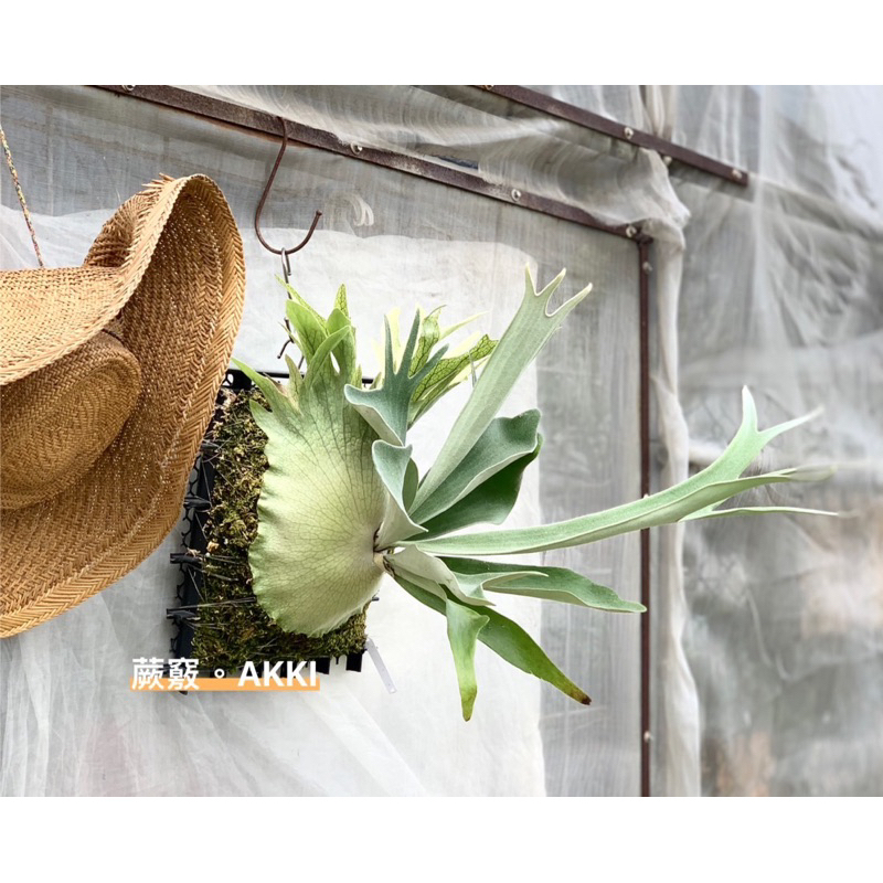 蕨竅~AKKI鹿角蕨| P.AKKI |AKKI |側芽販售 | 蝦皮購物