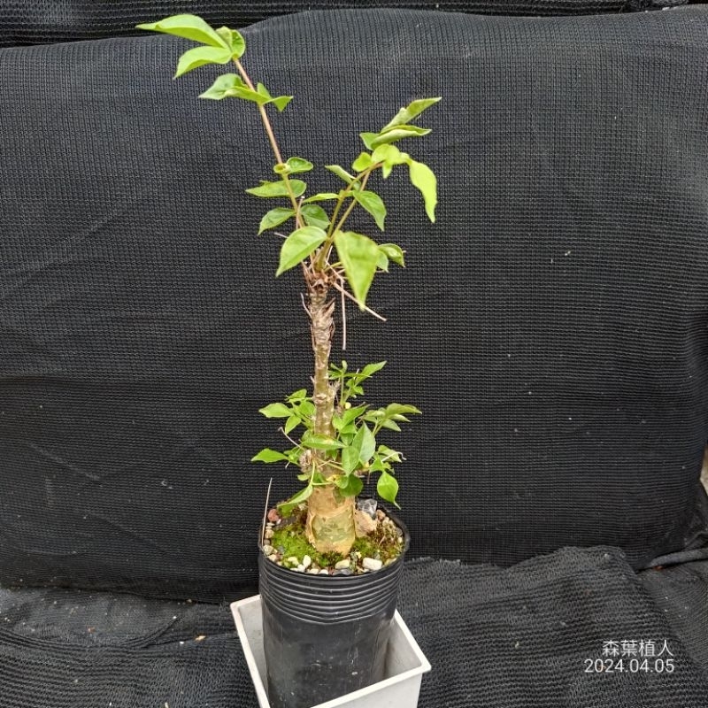 Commiphora unilobata 由你沒藥 實生苗 | 蝦皮購物