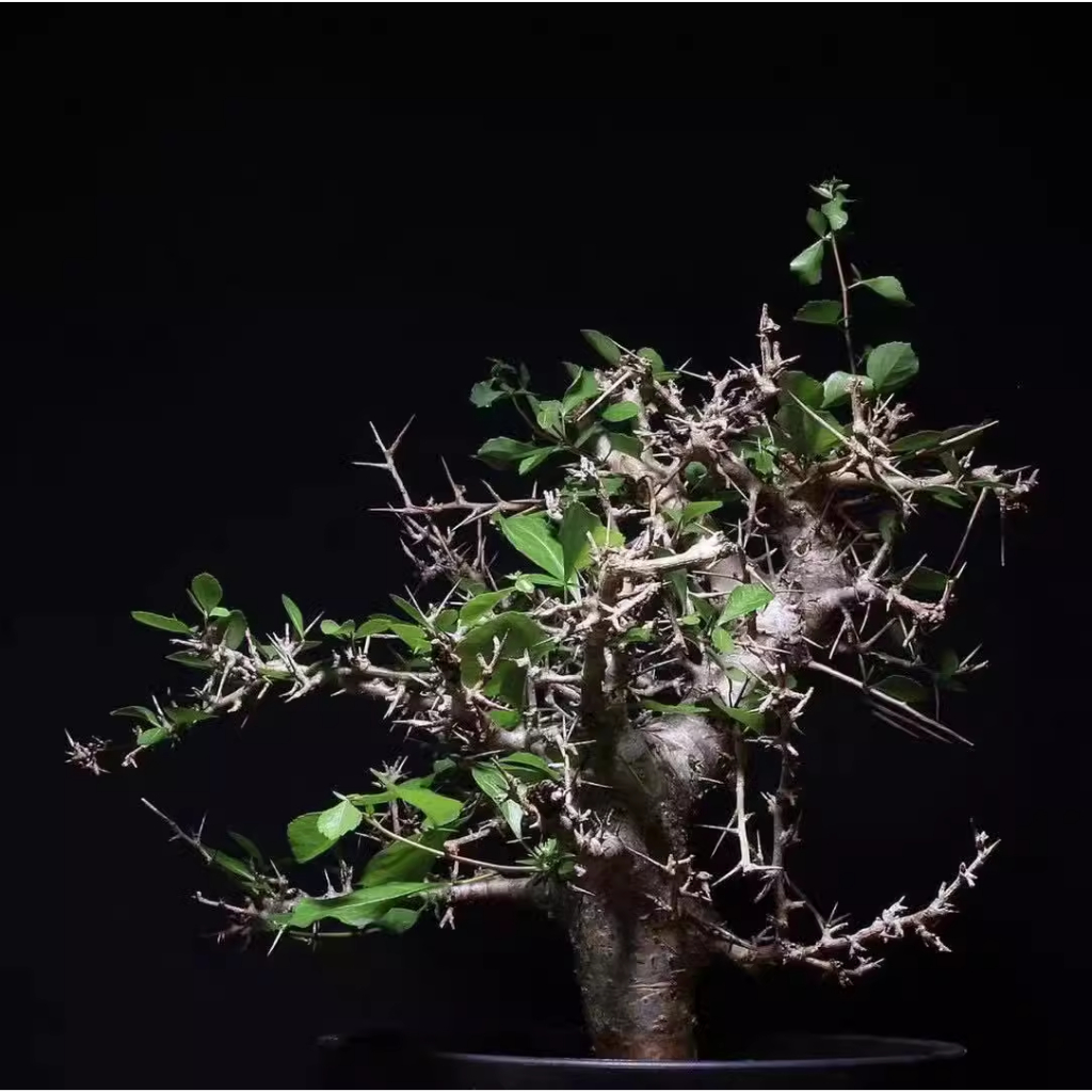 台北塊根｜Commiphora simplicifolia 沒藥 橄欖 多肉 塊根 | 蝦皮購物