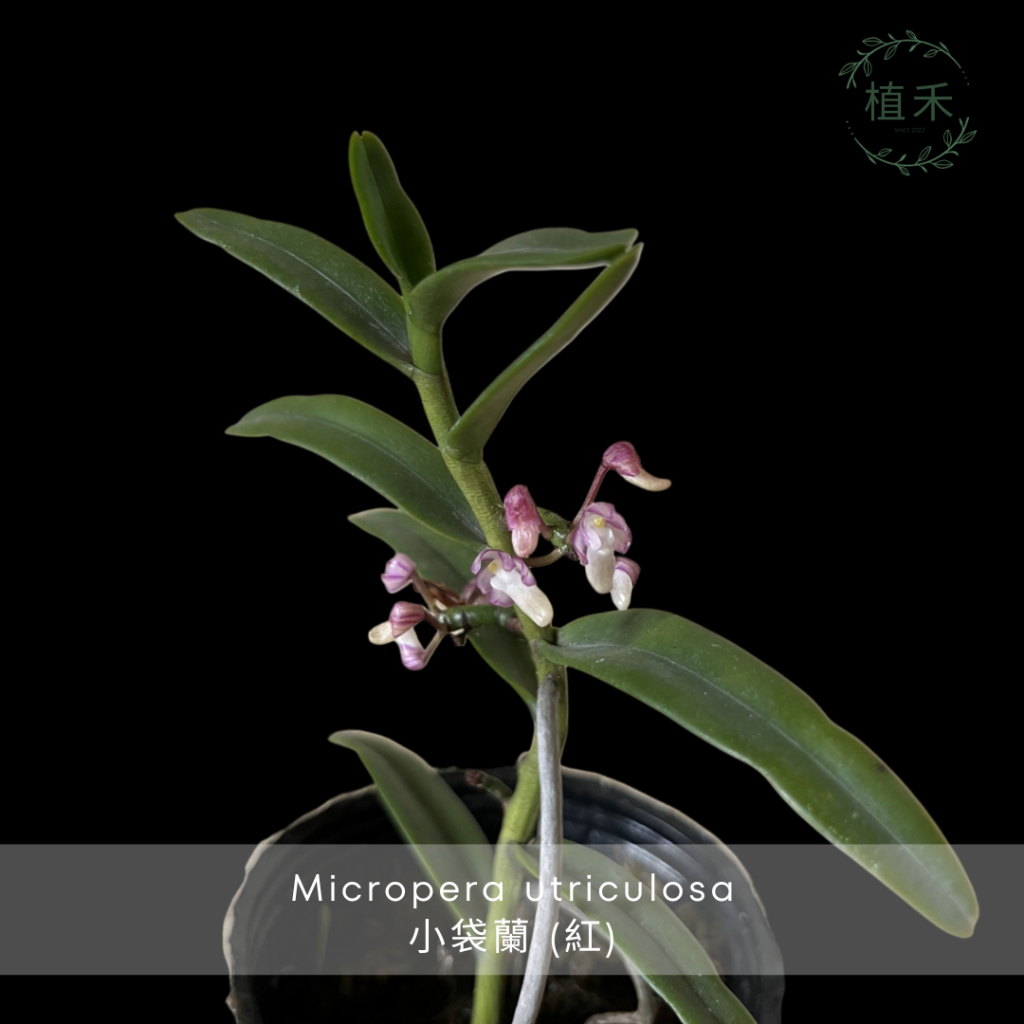 [植禾] 小袋蘭 紅 Micropera utriculosa 禮物 蘭花 室內 文青 驚喜 植物 香草 盆栽 居家布置 | 蝦皮購物