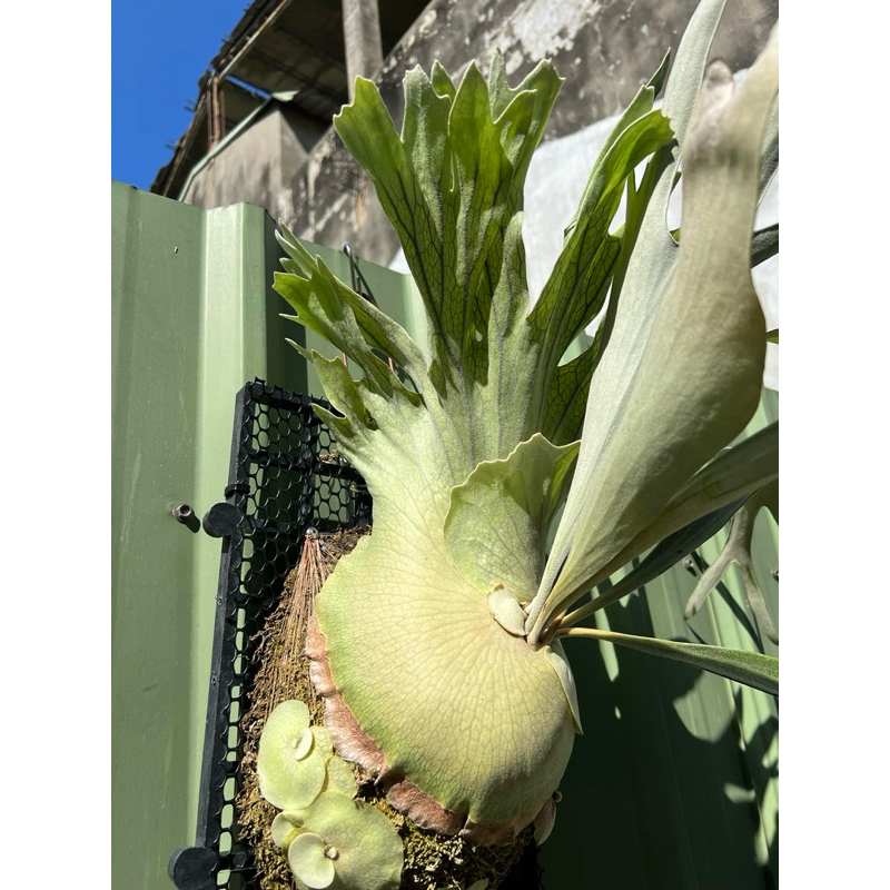 P.AKKI 上板穩根側芽 | 蝦皮購物