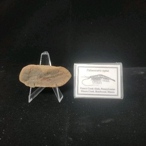 [海膽的刺]Palaeocaris typus/甲殼類動物/化石馬榮溪結核化石_07 | 蝦皮購物