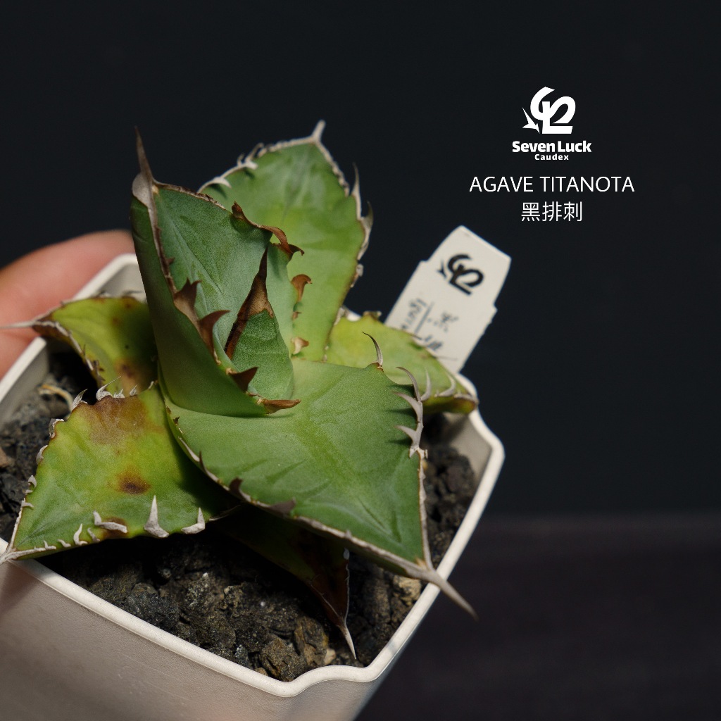SL’s 植物園-龍舌蘭[黑排AGAVE TITANOTA 'BLACK ROW'] | 蝦皮購物