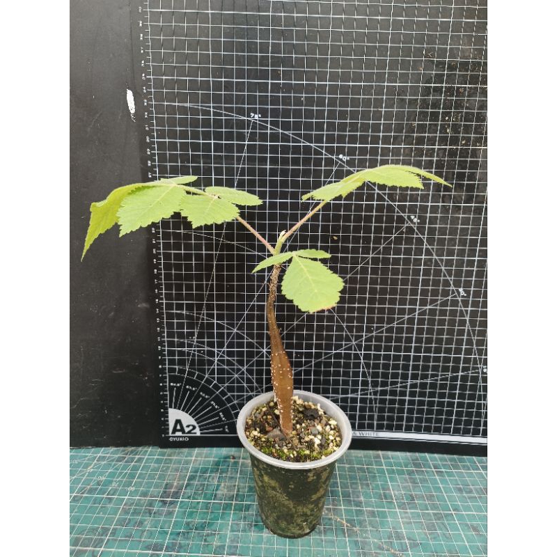 裂欖（Bursera excelsa）實生株 | 蝦皮購物