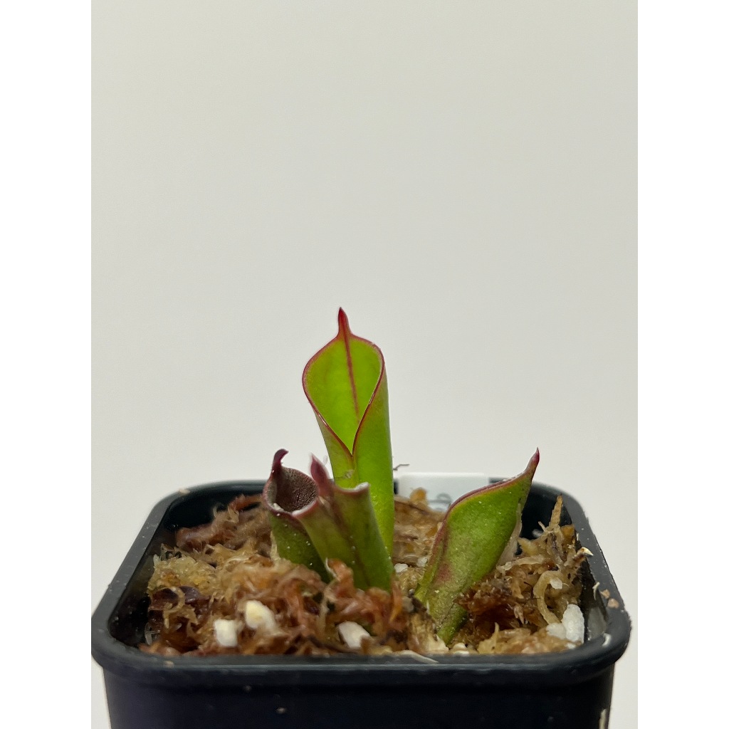 蜘蛛網太陽瓶子草Heliamphora 'Spiderweb' | 蝦皮購物
