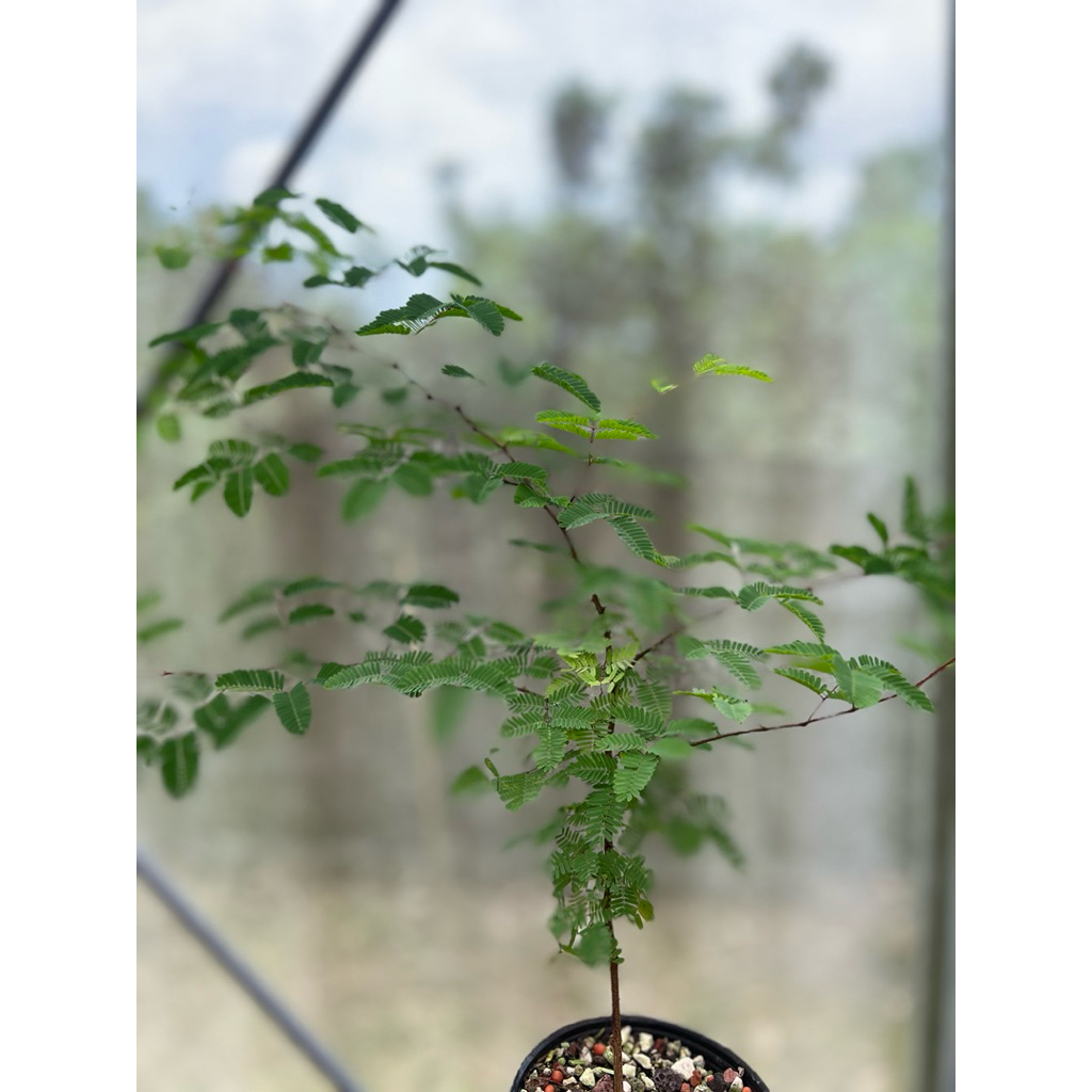 【花痴植人】狄薇豆 非小豆樹 Libidibia coriaria Divi divi | 蝦皮購物