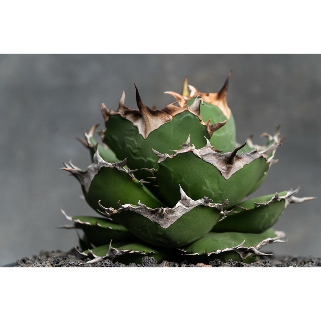 [ Gu Plant 固植 ] 嚴龍 虎鯨 片刺版本｜Agave titanota｜ | 蝦皮購物