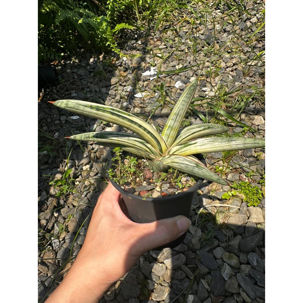 4吋1970白斑錦/虎尾蘭/側芽/20250626拍照穩根 | 蝦皮購物