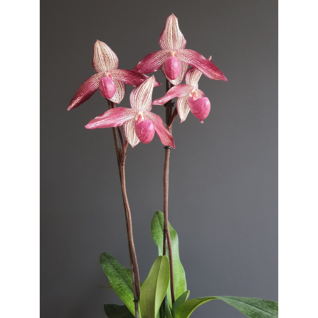 Paph.Delrosi 拖鞋蘭 兜蘭 蘭花成株 | 蝦皮購物