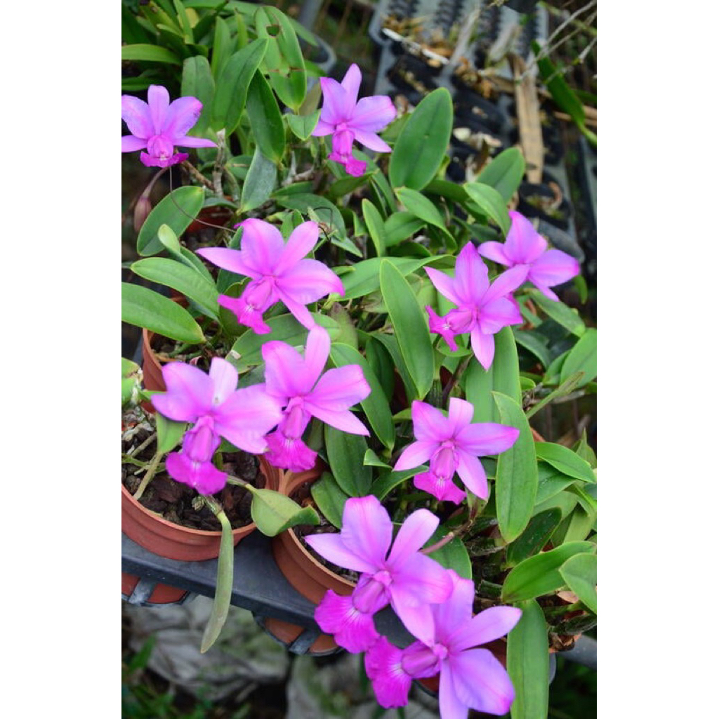 C. walkeriana flamea"Divina" | 蝦皮購物