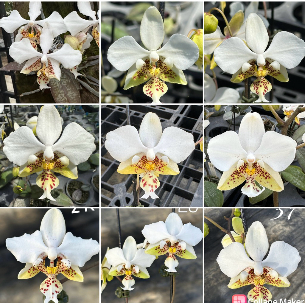 史塔基 Phal. stuartiana x sib 白花 實生株 | 蝦皮購物