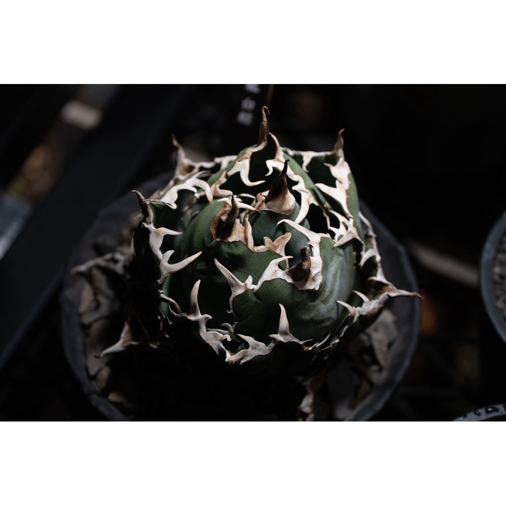 [ Gu Plant 固植 ] 嚴龍 白鯨｜Agave titanota 'White Whale'｜ | 蝦皮購物