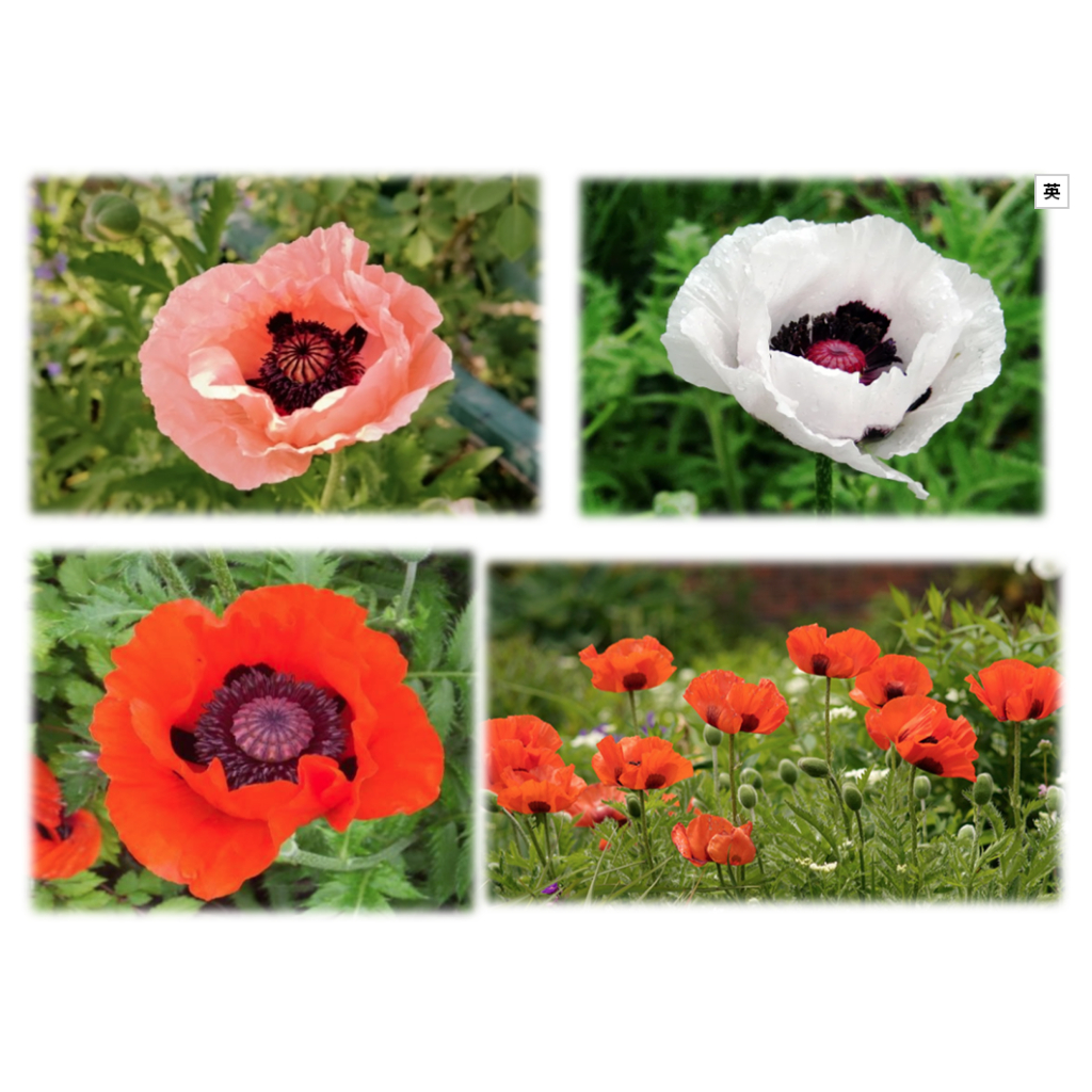 🦄迷妳馬的日本花草🌱2025進口種子 Papaver orientale 'Carneum' 虞美人/大輪 | 蝦皮購物