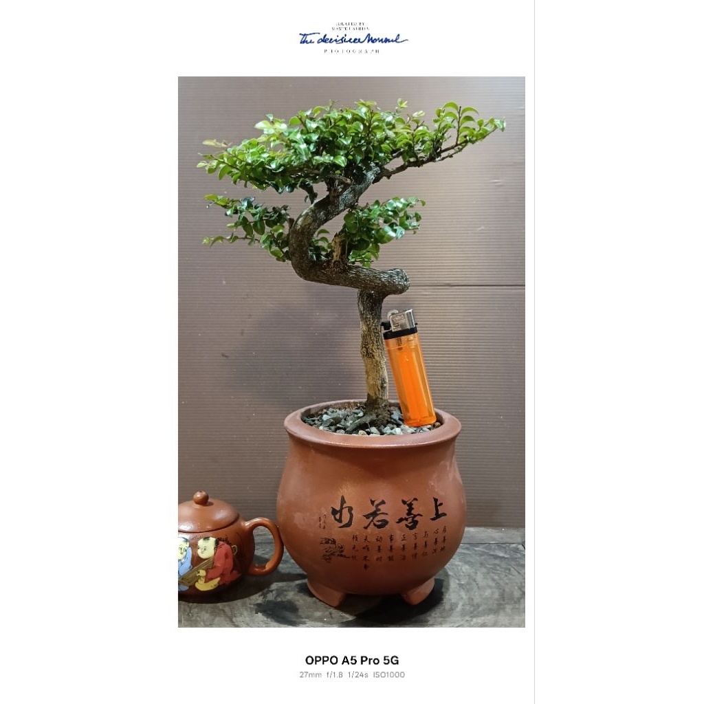 306R-絕美10年樹齡超扭轉「文人小葉紫檀」極品盆栽（早期中國宜興紫砂盆） | 蝦皮購物