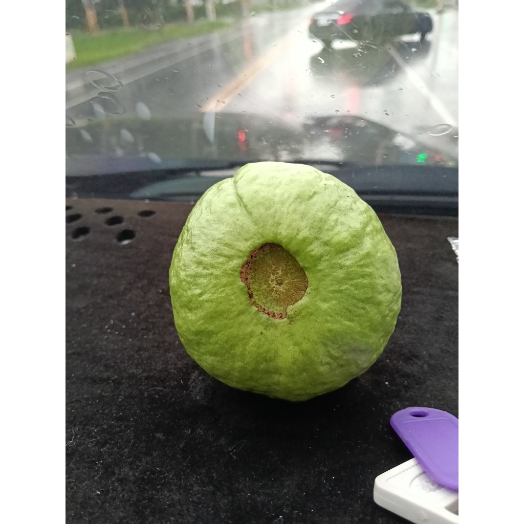 宜蘭芭樂現採自銷三斤150元 | 蝦皮購物