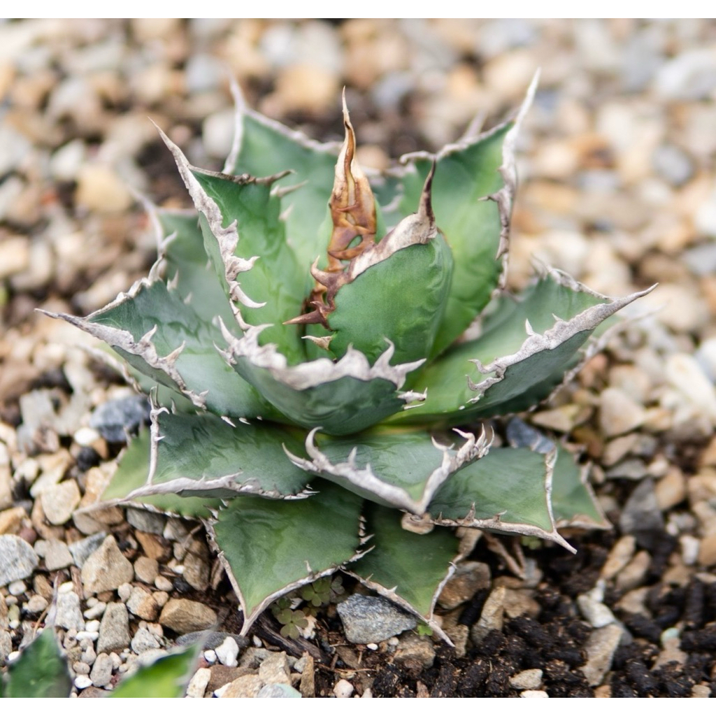 [ Gu Plant 固植 ] 嚴龍 海王｜Agave titanota｜ | 蝦皮購物