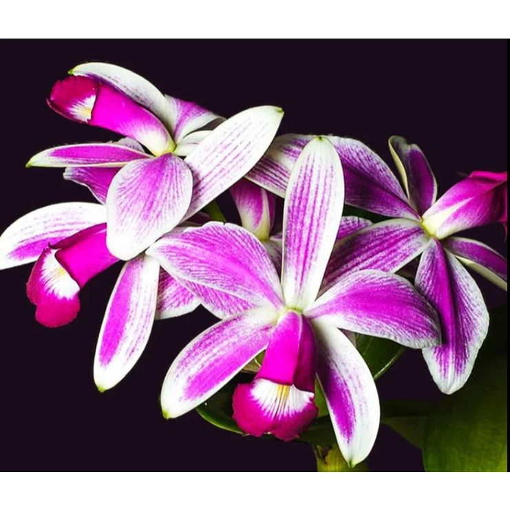 C. violacea var. semi-alba flamea 'Icabaru' 實生苗原生種嘉德麗雅蘭 蘭花植株 | 蝦皮購物