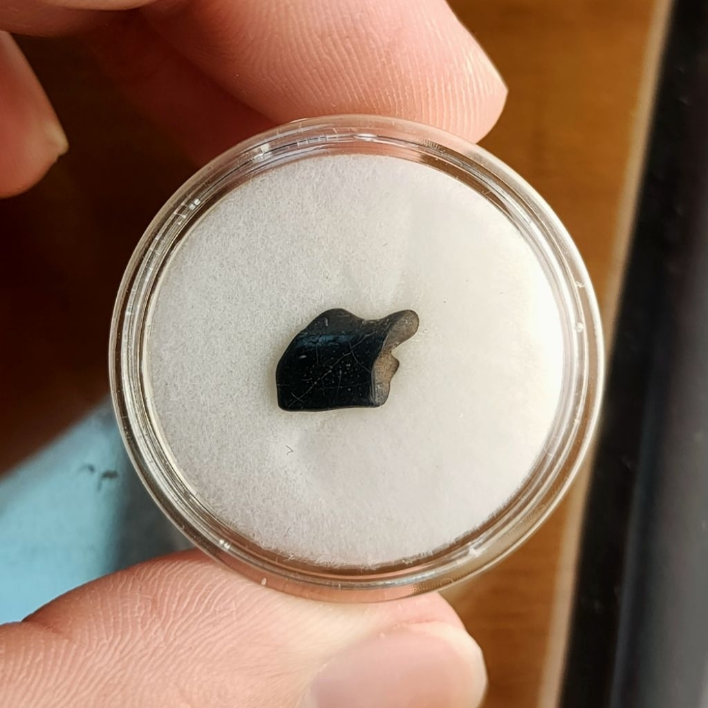 [海膽的刺】雀鱔屬鱗片化石(Lepisosteus sp.) / 魚類化石_14B-10 | 蝦皮購物