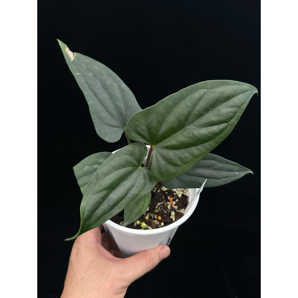 napo (GiGi)交奢華 A. sp. napo x luxurians 花燭｜火鶴｜稀有交種 | 蝦皮購物