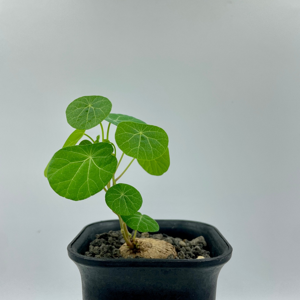 [ Gu Plant 固植 ] 紅藤山烏龜｜Stephania spp.｜ | 蝦皮購物