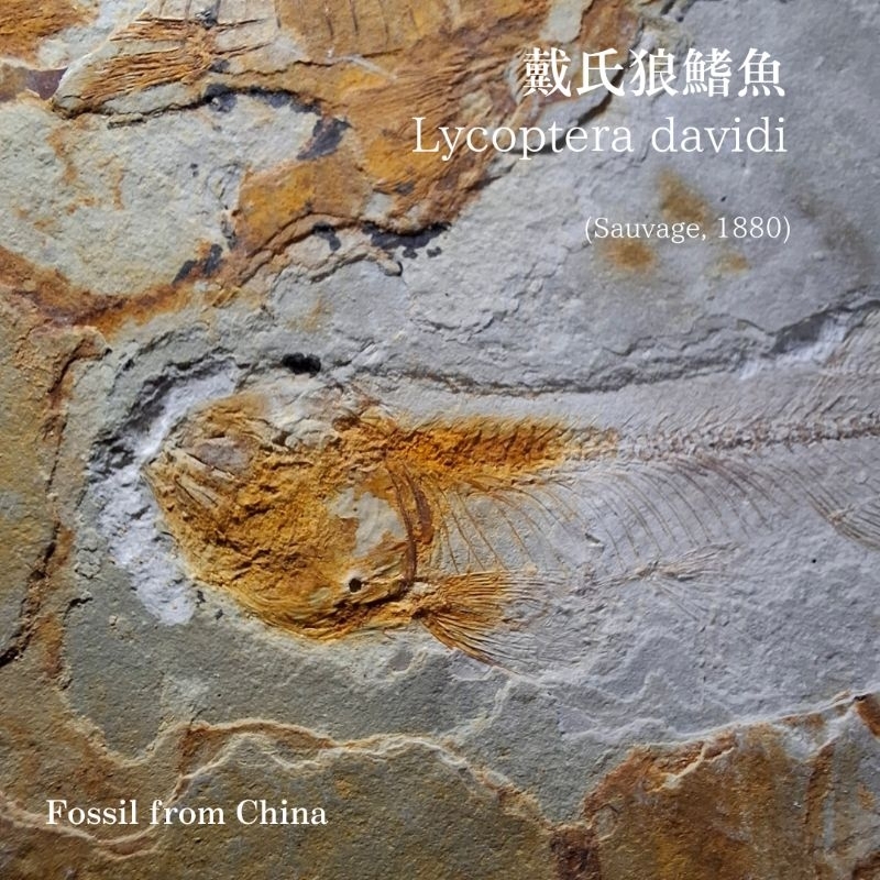 戴氏狼鰭魚 Lycoptera davidi（R013） | 蝦皮購物
