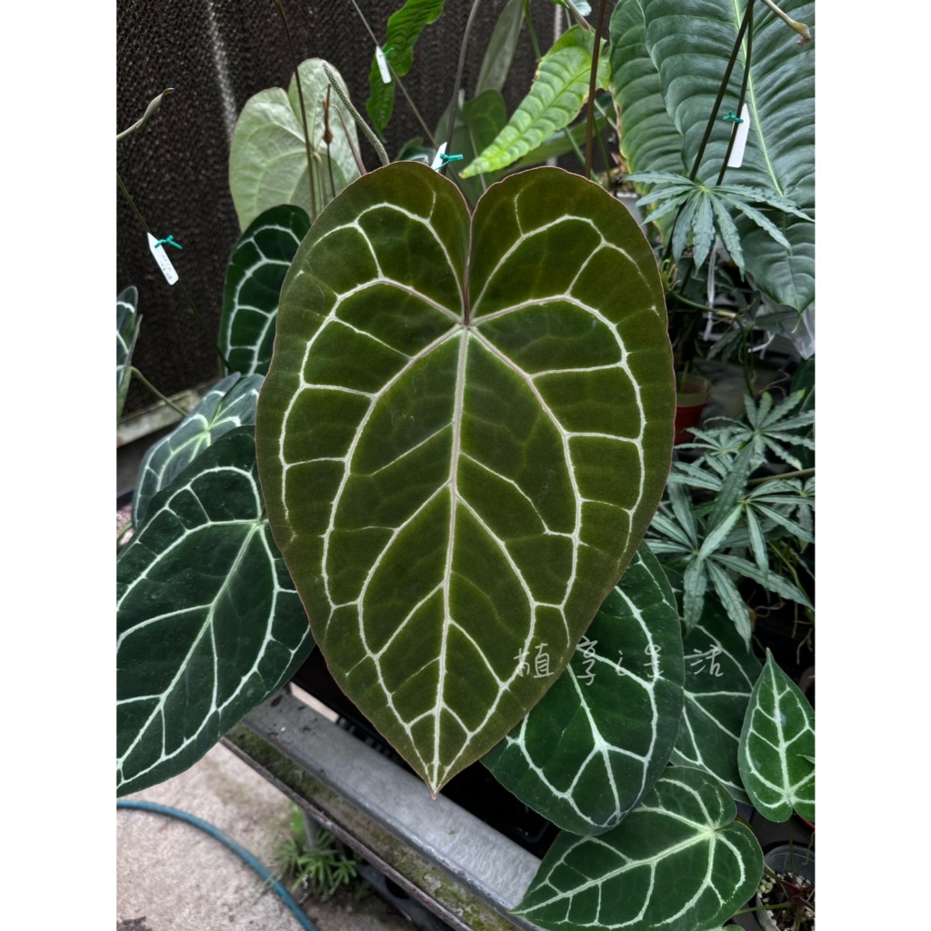 植享i生活-Anthurium crystallinum dark form hyb/火鶴/觀葉植物/室內植物 | 蝦皮購物