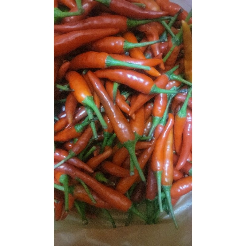 cabe rawit pedas merah /ijo | 蝦皮購物