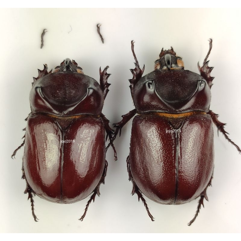 昆蟲標本 Blabephorus pinguis 凹肥犀金龜 | 蝦皮購物