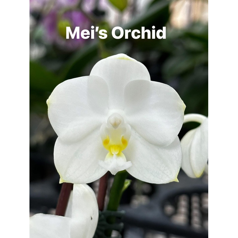 蝴蝶蘭-Phal. Tzu Chiang Chrisna小清新-白色蠟質香花 | 蝦皮購物