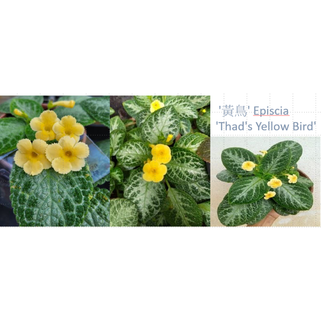 繁花園藝 觀葉植物喜蔭花 '黃鳥' Episcia 'Thad's Yellow Bi | 蝦皮購物
