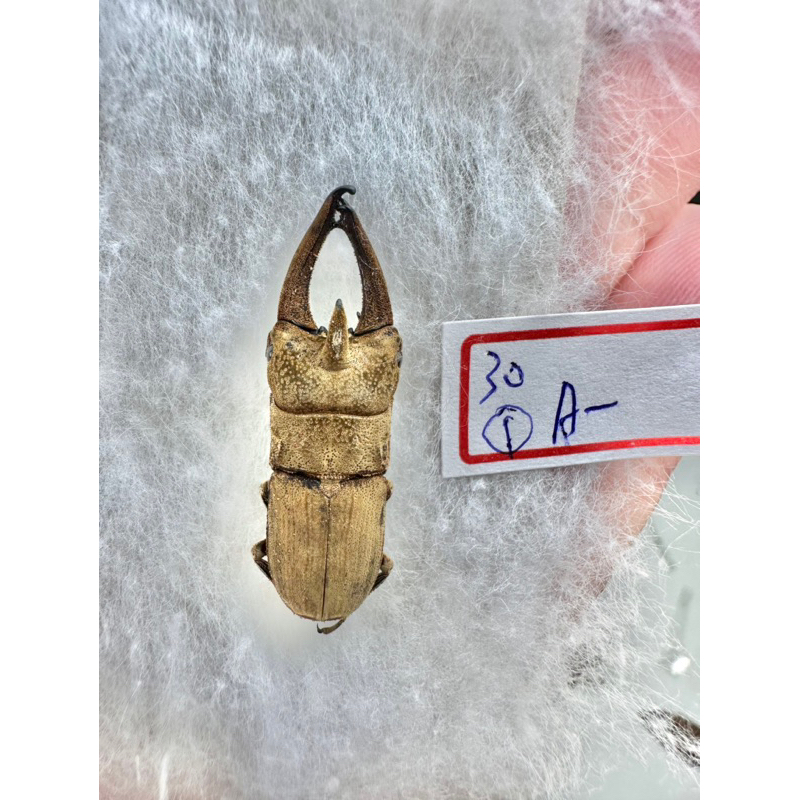 昆蟲標本（死的非活體） foraminis perforatus 孔鍬 | 蝦皮購物