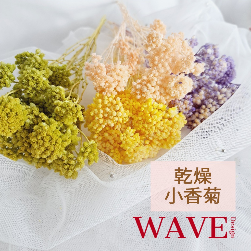 《WAVE Design 》進口永生小香菊 永生花 不凋花 花材 花藝材料 拍照道具 永生花 DIY | 蝦皮購物