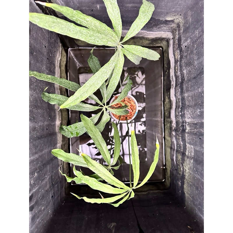 Anthurium polydactylum ｜蝦皮首發｜觀葉植物｜天南星｜掌業｜婚禮小物｜火鶴｜盆栽｜花燭｜ | 蝦皮購物