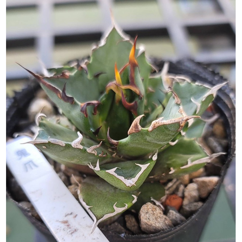 高美園藝/鬼爪/Fo222/獅毛/賴光×甲蟹/黑帝斯/魚刺/后交/鳳凰/超級皇冠/沙漠蘇木實生/像足漆樹實生/ | 蝦皮購物