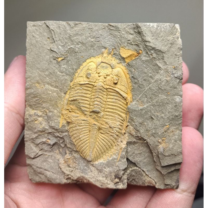 [程石] 中國湖南 品相不錯的高羅王冠蟲化石/Coronocephalus gaoluoensis | 蝦皮購物