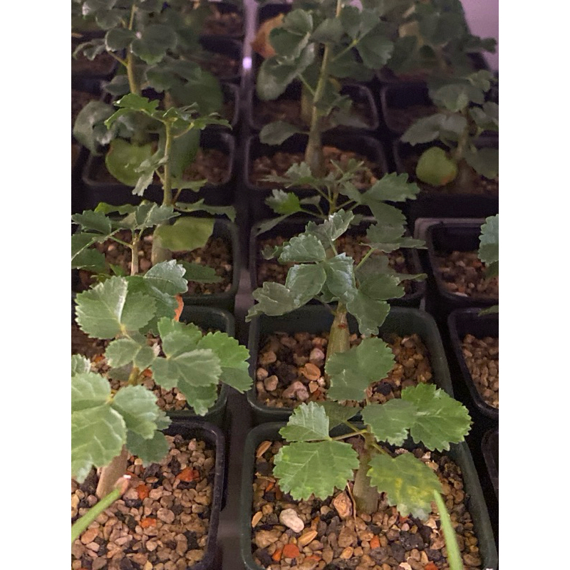 好望角沒藥/開普沒藥/Commiphora capensis | 蝦皮購物