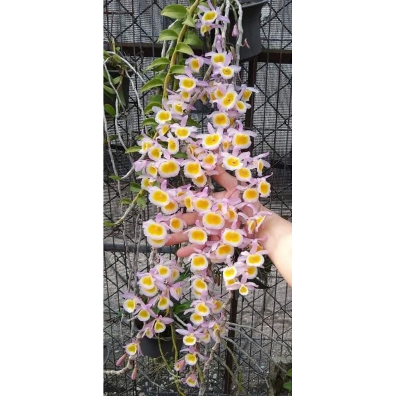 Den primulinum黃貝殼石斛/入門原種/瀑布蘭/山採馴化株/冬天落葉4月開花/2.5吋 | 蝦皮購物
