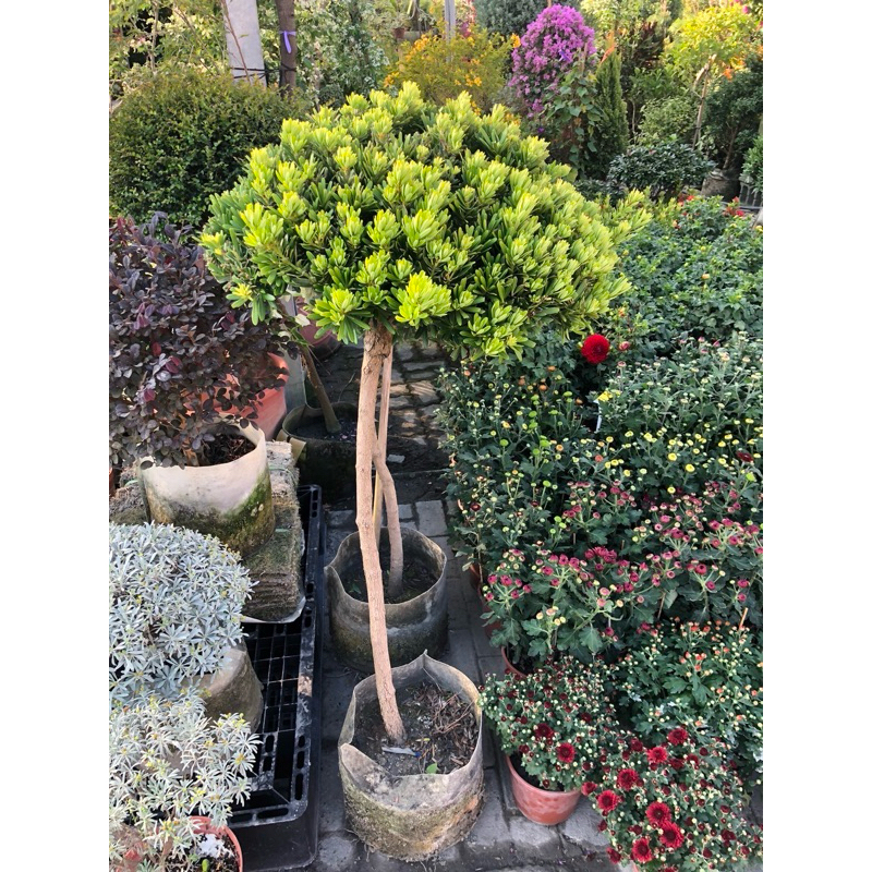 霏霏園藝短葉羅漢松棒棒一盆特價3300元含盆4000元 | 蝦皮購物