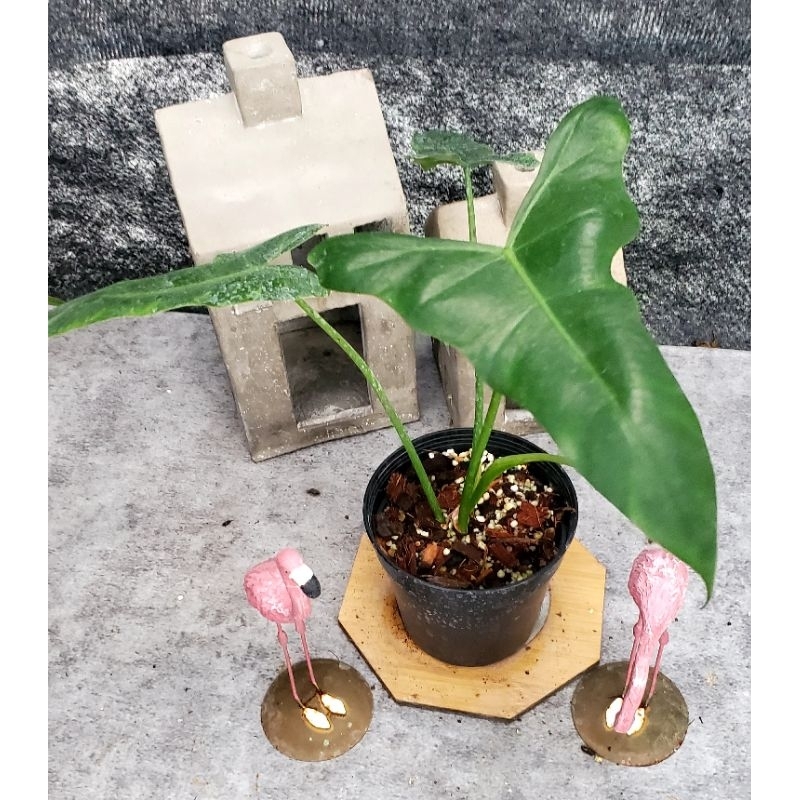 philodendron simmondsi4.5吋盆 | 蝦皮購物
