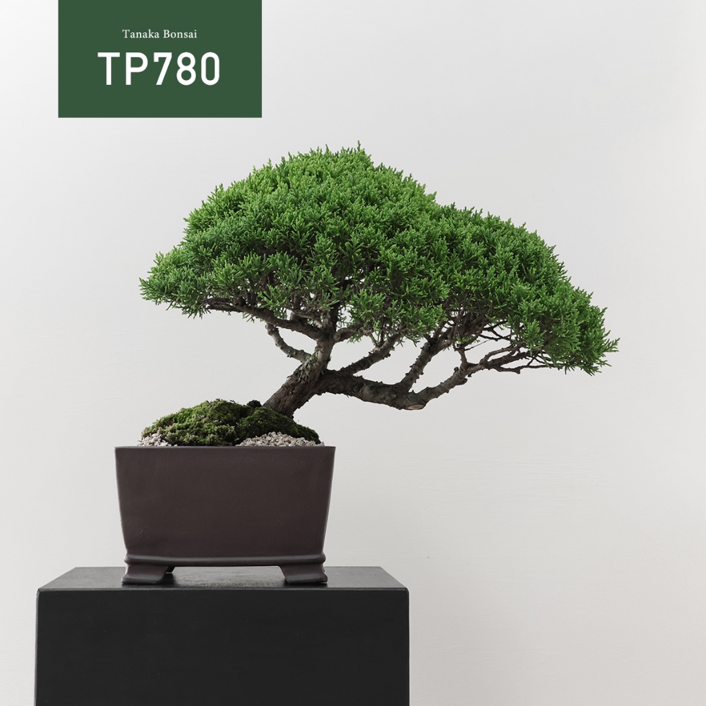 【Tanaka Bonsai】TP780 紀州真柏/鐵柏盆景｜松柏盆栽 | 蝦皮購物