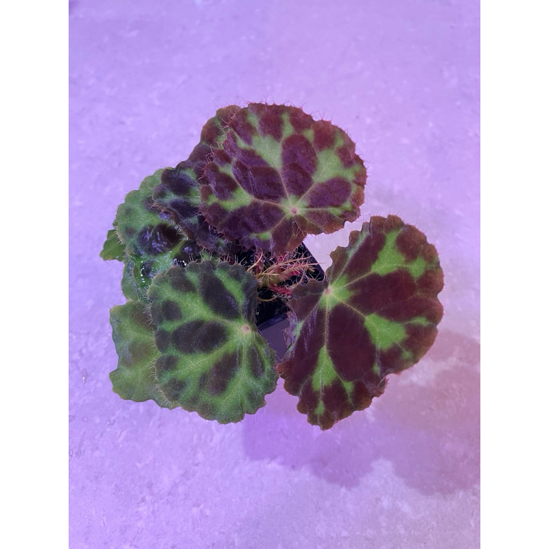 《乃森木木》雨林植物 秋海棠 Begonia robii | 蝦皮購物