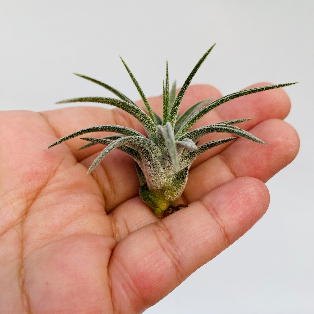 西雷達小精靈x長莖小精靈 T. ionantha Selecta X ionantha var.van-hynin | 蝦皮購物